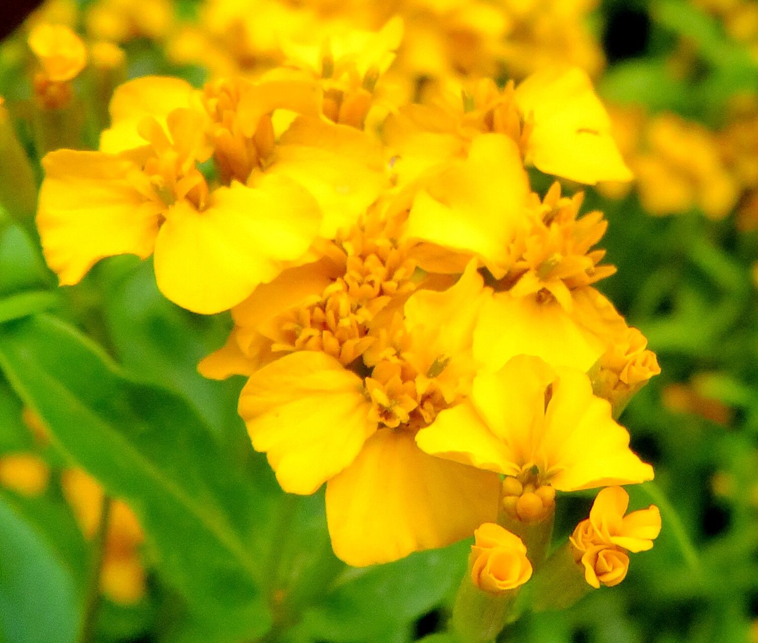 Tagetes - En enkel blomst å dyrke