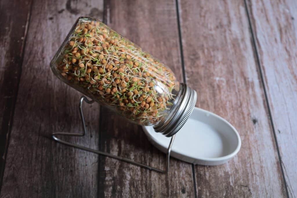 Linsgroddar - Hur du gör dina egna läckra groddar